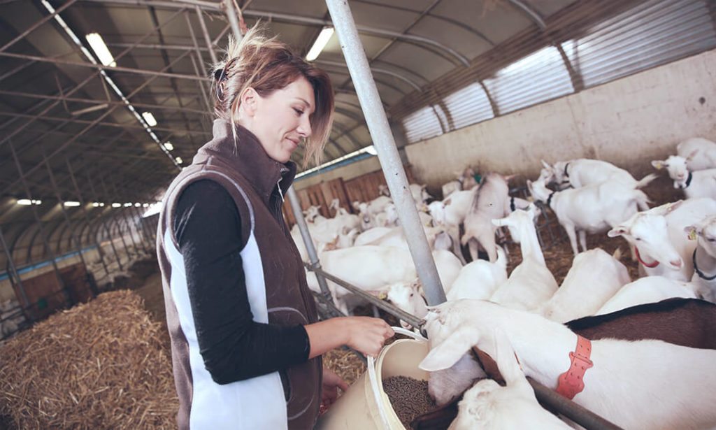 Goats Farming Course – Edukite